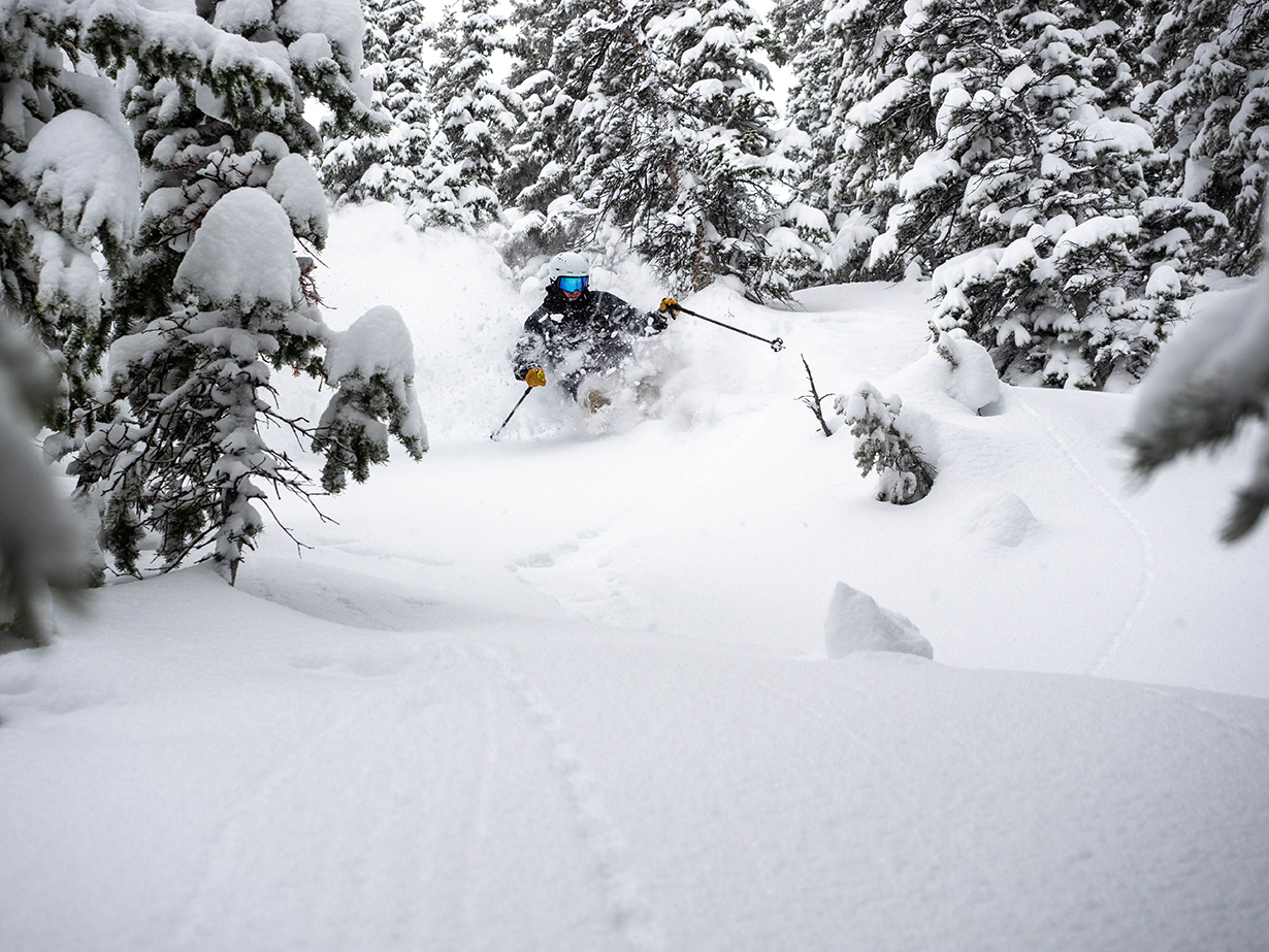 2019-2020 Moment Blister Pro / Wildcat | Blister