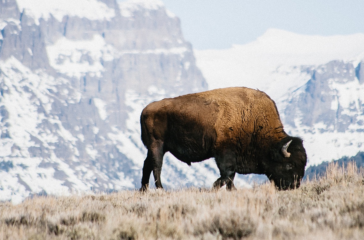 What You’re Wearing, Part 5: Bison Fibers? (Ep.93) | Blister