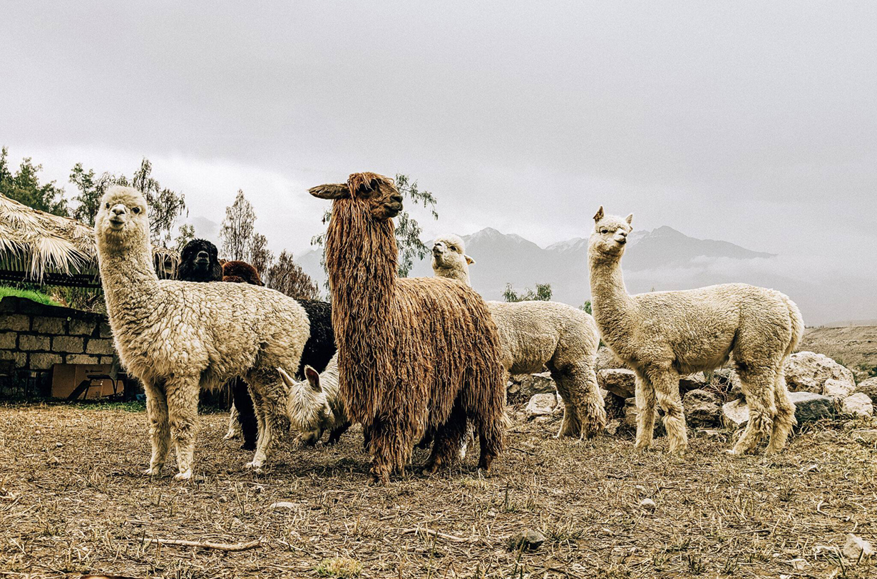 What You’re Wearing, Part 6: Alpaca Wool (Ep.118) | Blister