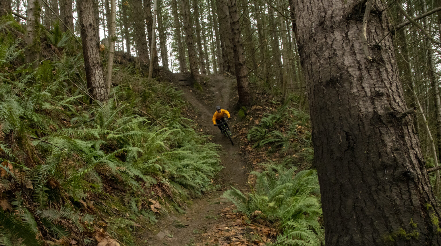 Ibis Ripmo V2S | Blister