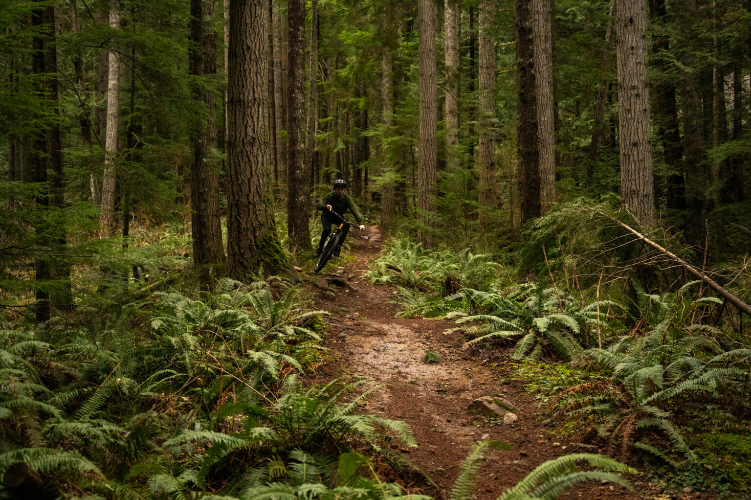 Revel Rascal V2 | Blister