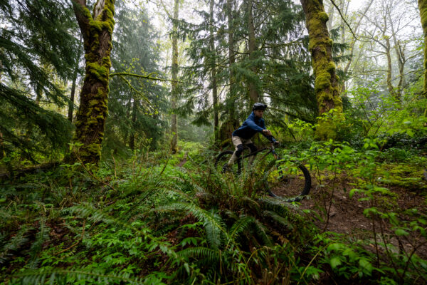 Schwalbe Albert Radial | Blister