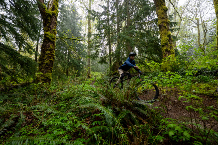 Schwalbe Albert Radial | Blister